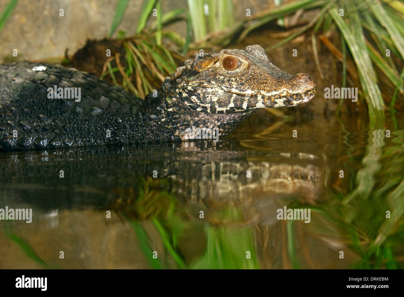 Dwarf caimans paleosuchus palpebrosus hi-res stock photography and ...