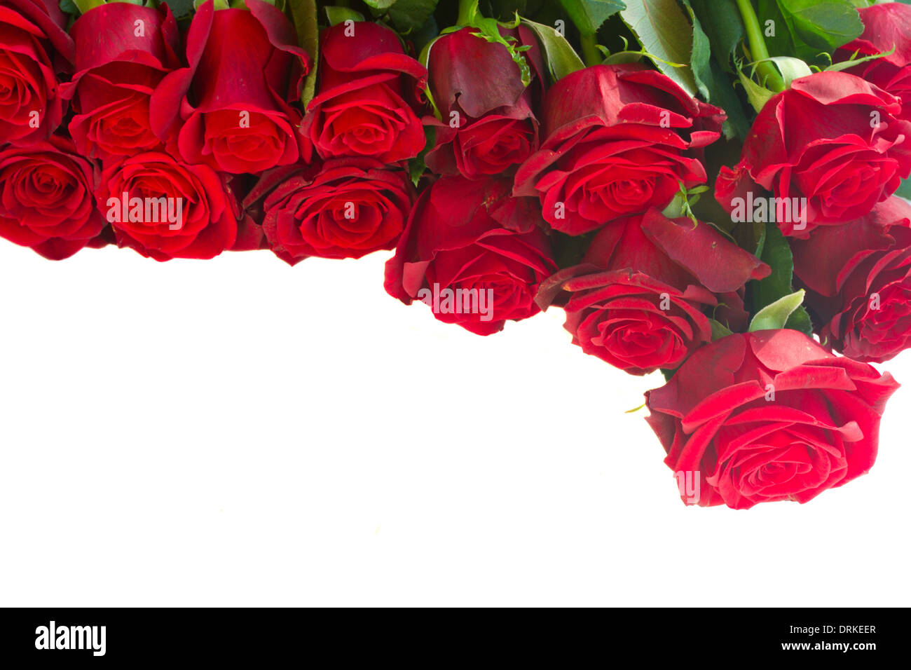 border of fresh red garden roses Stock Photo - Alamy