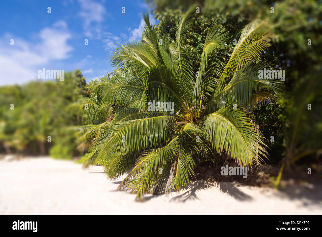 Fantastic sandy beach with coconut palms, Anse Lazio, Baie Chevalier ...