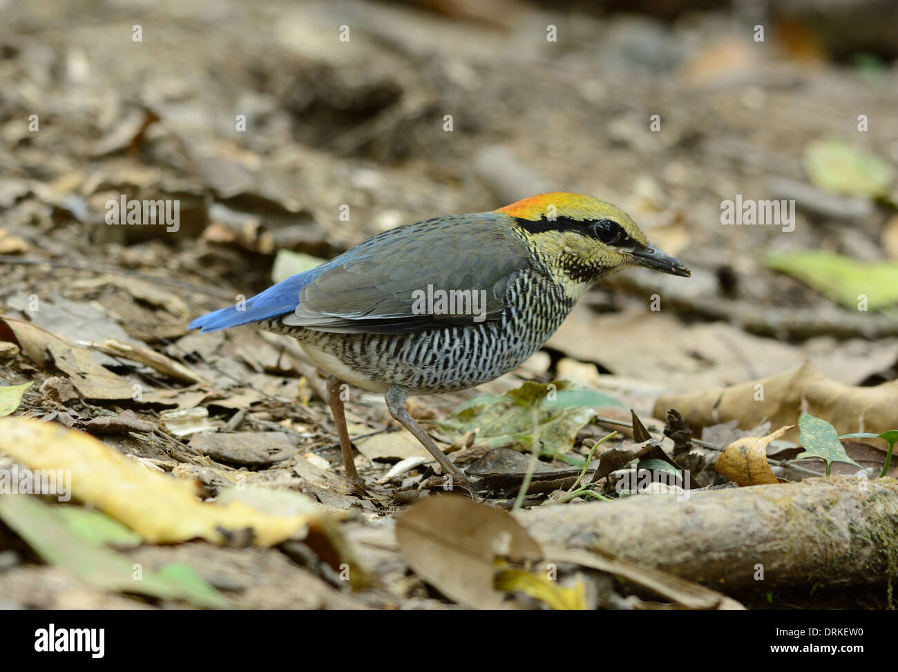 beautiful female Blue Pitta (Pitta cyanea) in the middle of Thailand ...