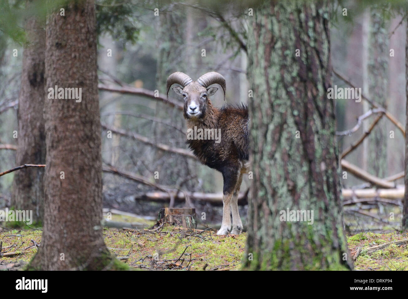 Mufflonschafe hi-res stock photography and images - Alamy