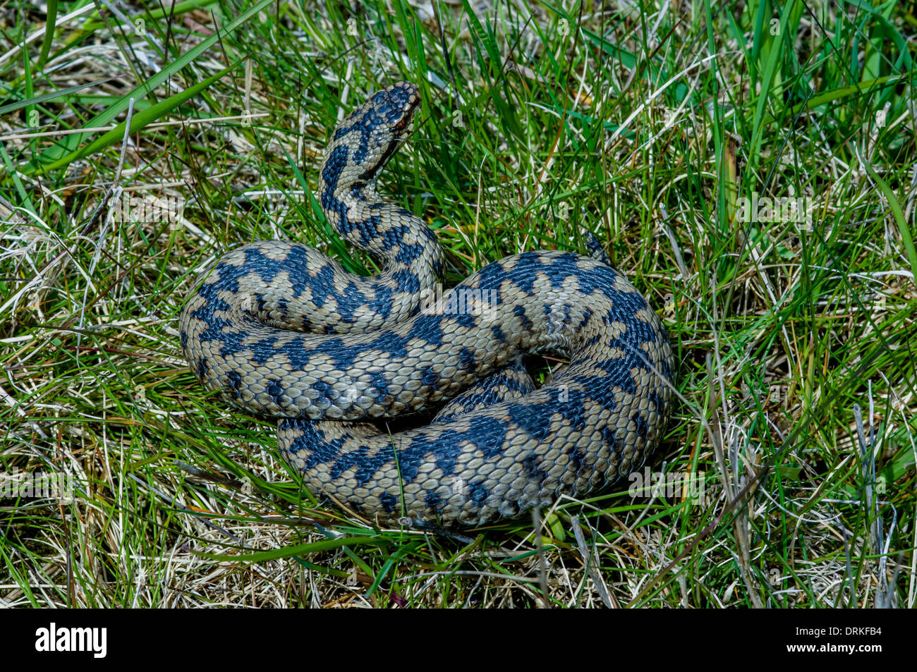 Adder snake hi-res stock photography and images - Alamy