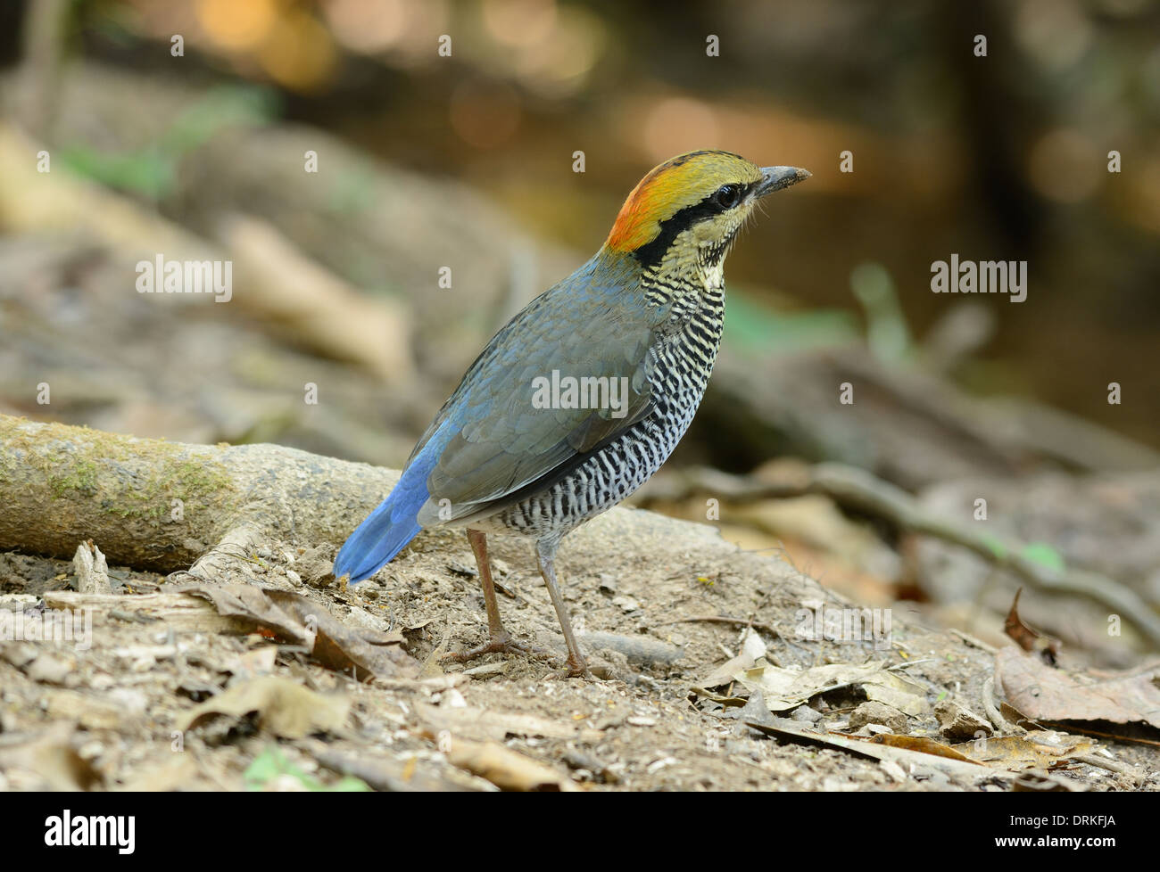 beautiful female Blue Pitta (Pitta cyanea) in the middle of Thailand ...