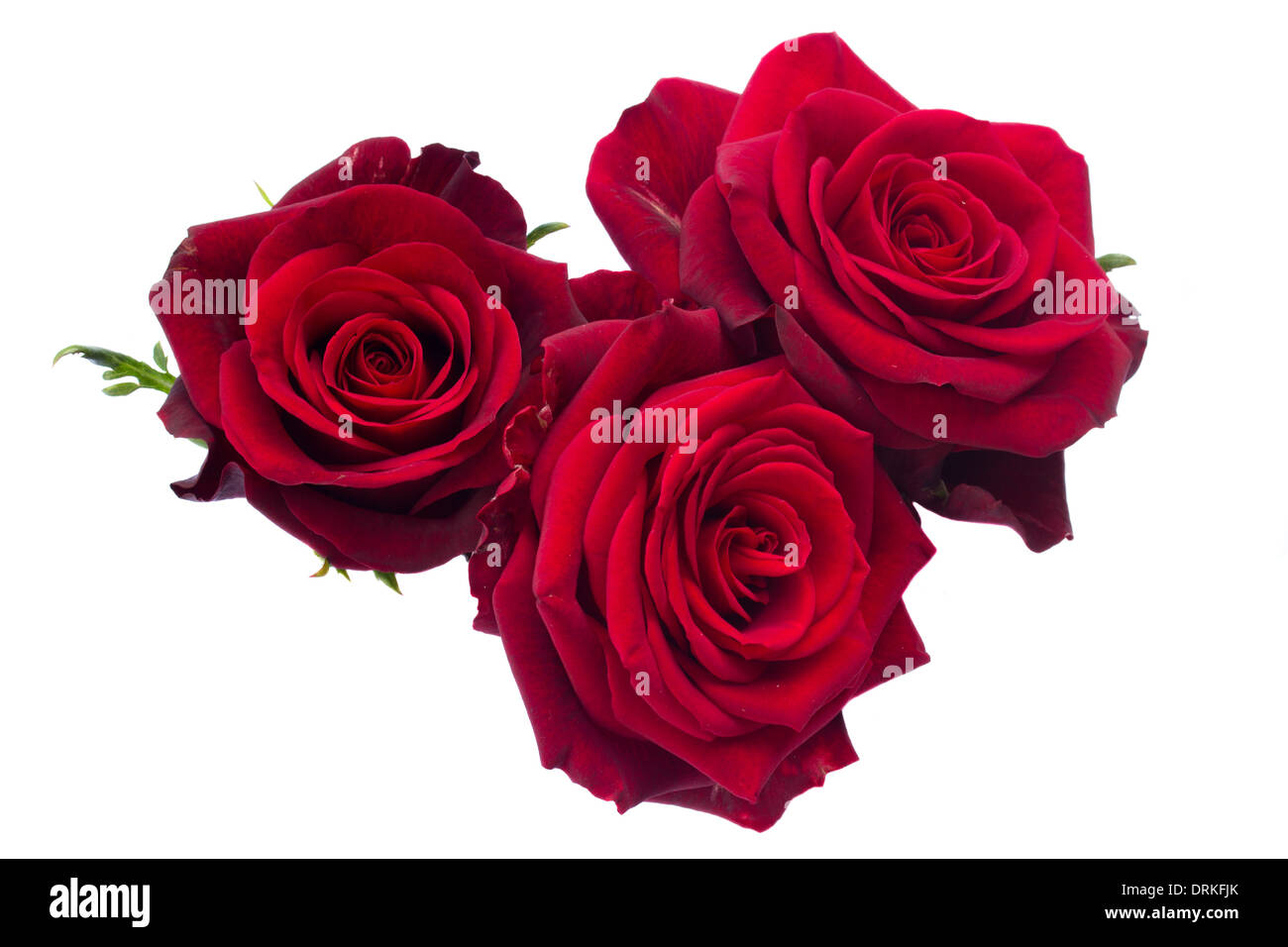 three dark red roses Stock Photo - Alamy
