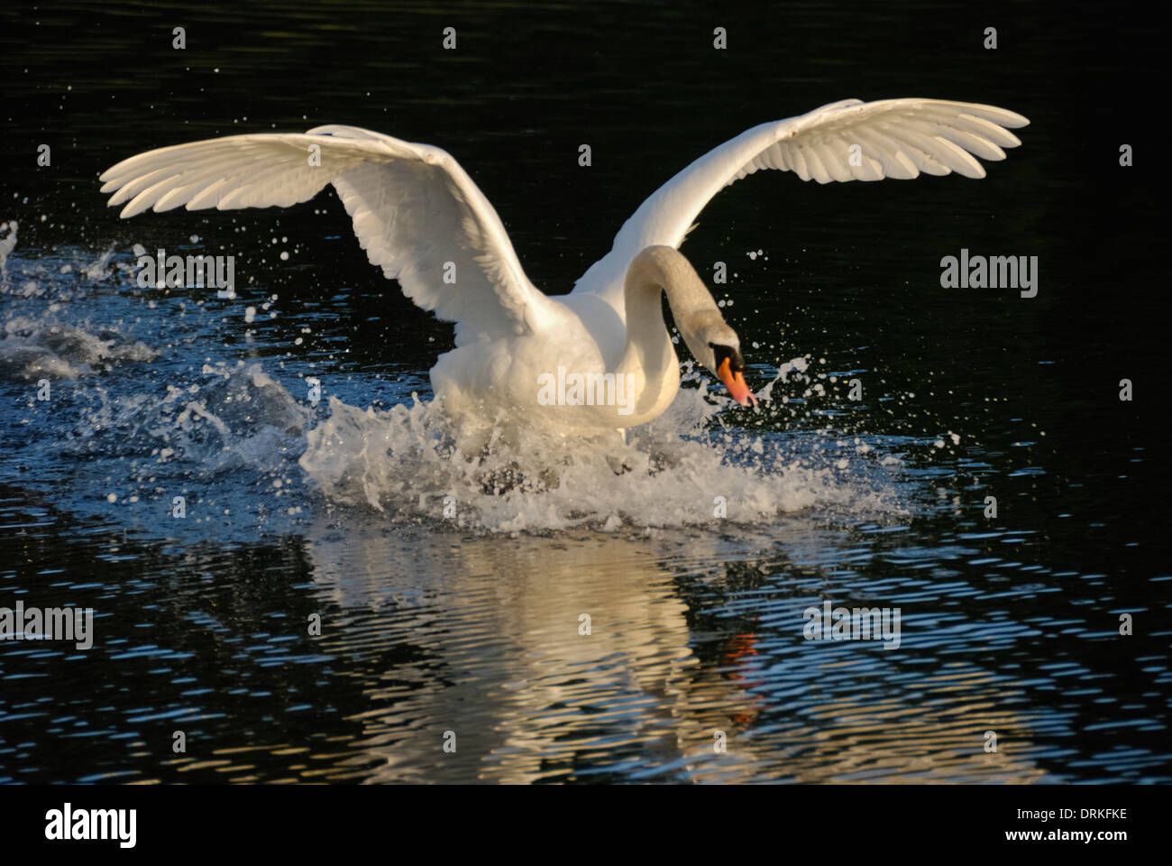 Swan with wings spread open creates a splash as it lands on surface of ...