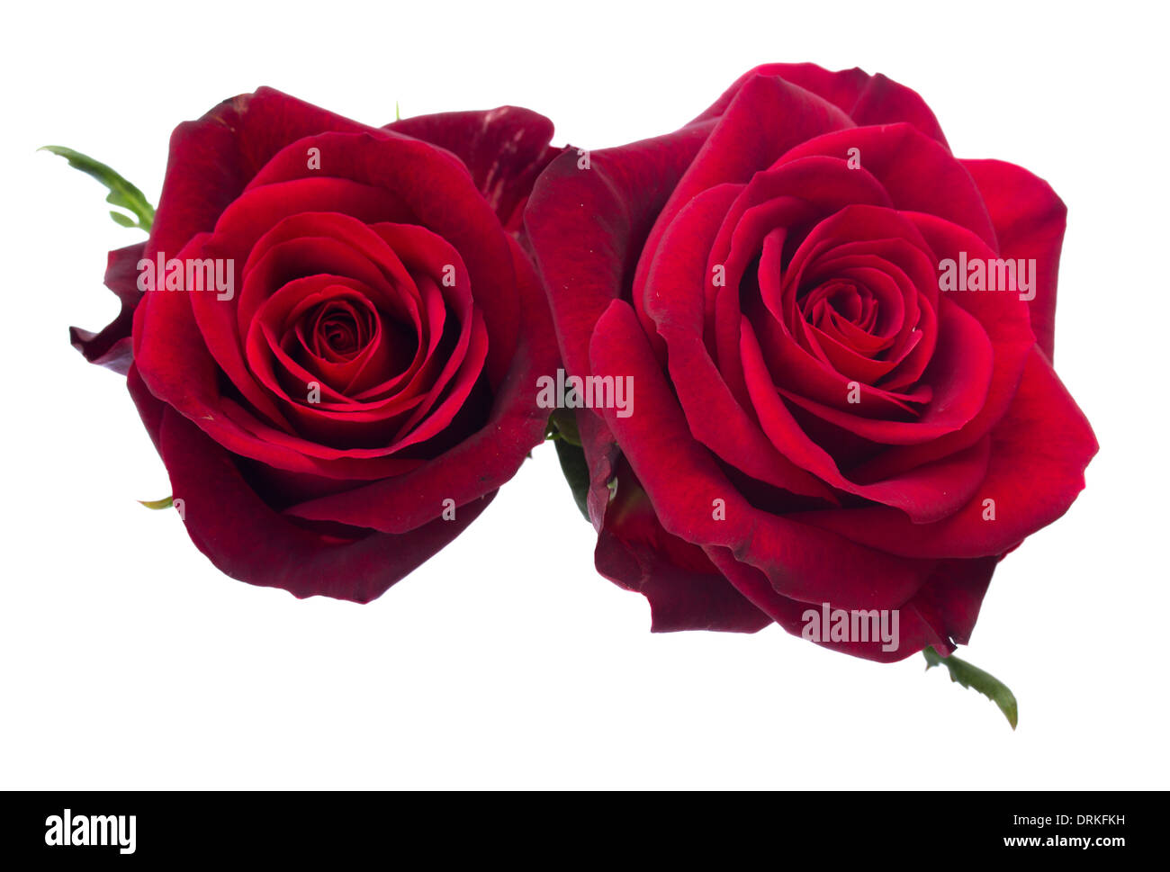 two dark red roses Stock Photo - Alamy