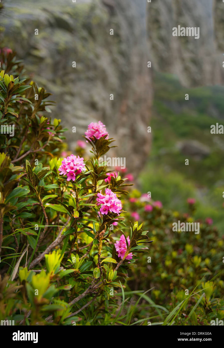 Rhododendron alpine hi-res stock photography and images - Alamy