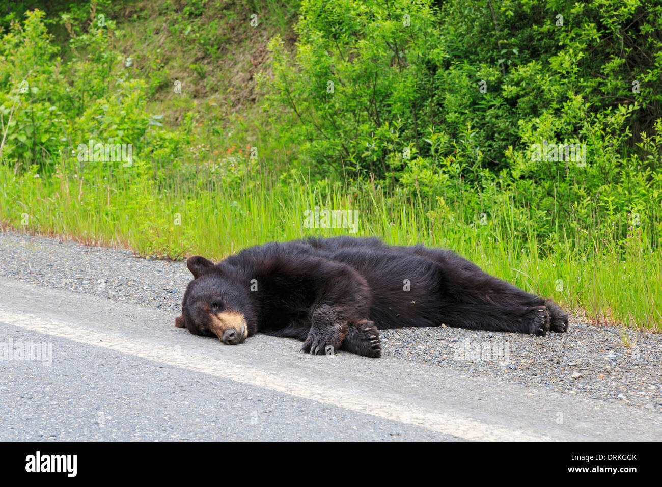 Canada, British Columbia, Dead black bear at roadside on Stock Photo ...