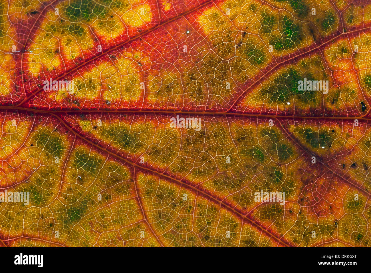 Tree veins hi-res stock photography and images - Alamy