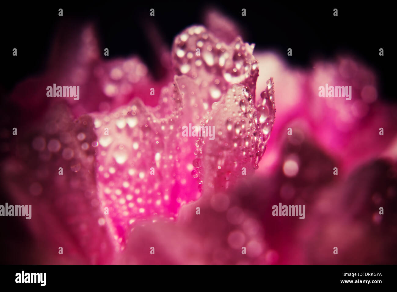 Pink peony with waterdrops close up in high key. Shallow deep of field ...