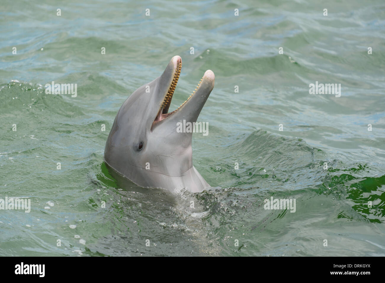 Delphinus delphis hi-res stock photography and images - Alamy