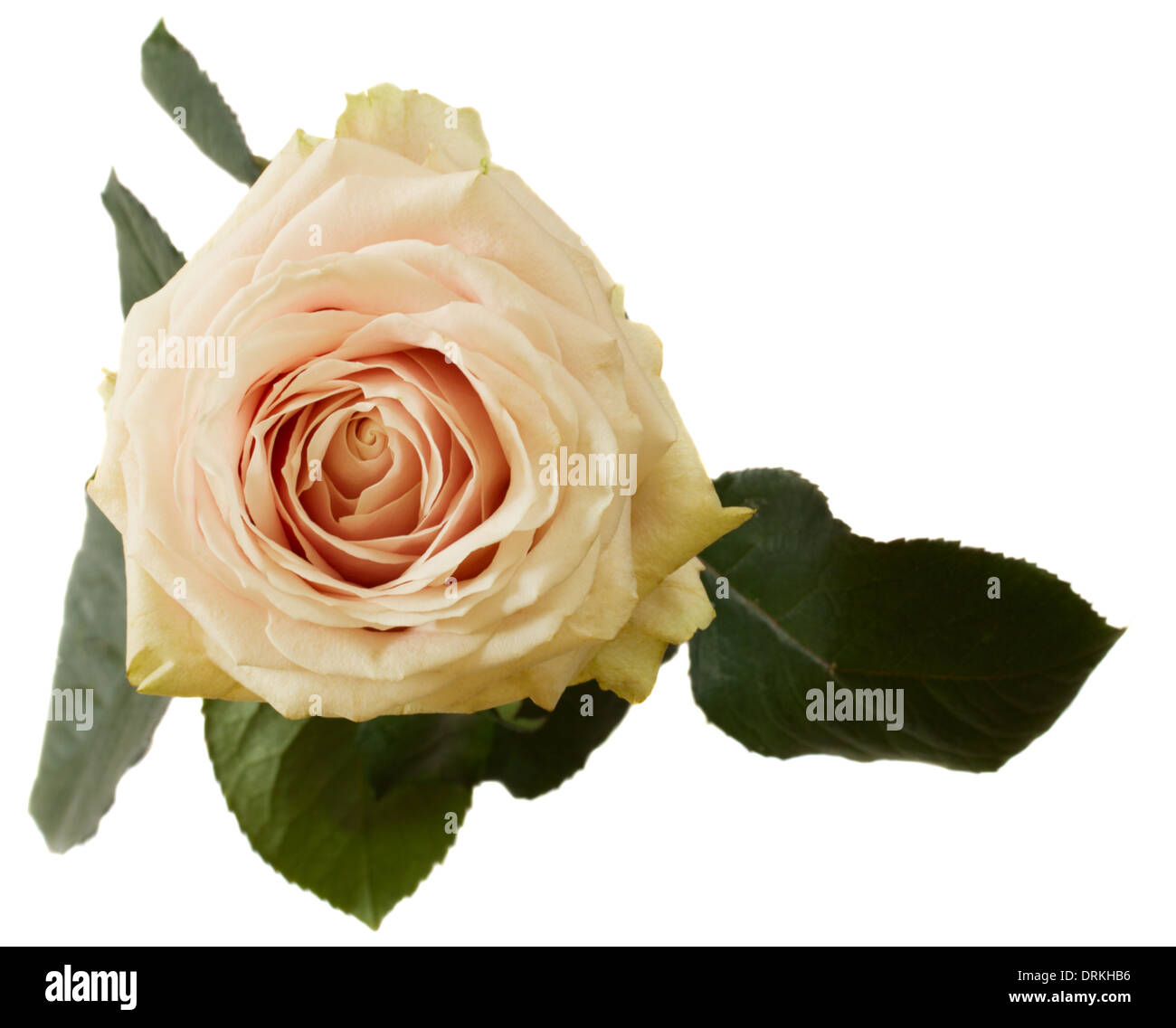 Rose layers Cut Out Stock Images & Pictures - Alamy
