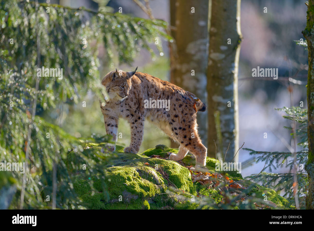 Eurasischer Luchs ,Lynx lynx, eurasian lynx Stock Photo - Alamy