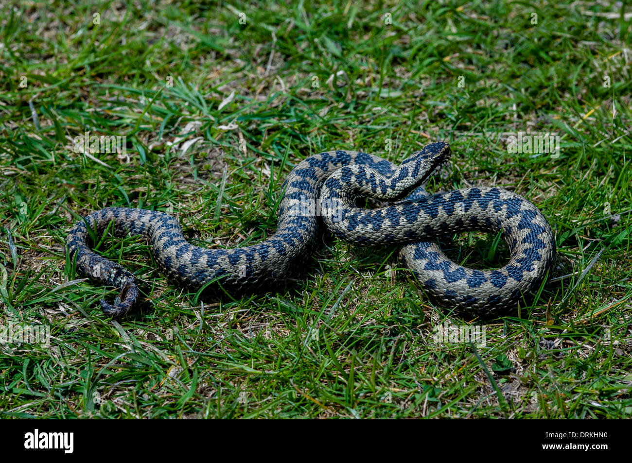 Viperus berus hi-res stock photography and images - Alamy