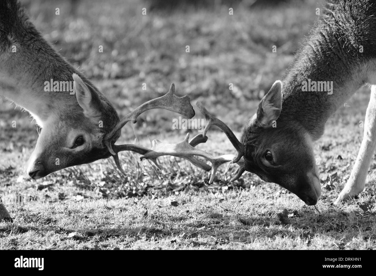 Stag battle hi-res stock photography and images - Alamy