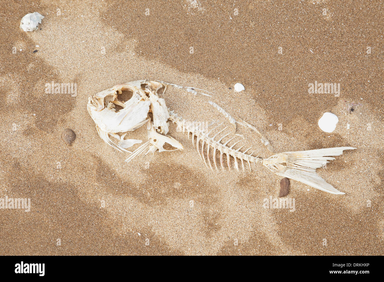 New Zealand, Coromandel Peninsula, Snapper bones on sandy beach Stock ...