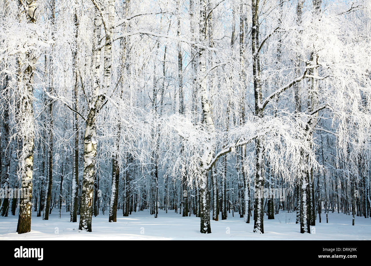 Birch forest russia hi-res stock photography and images - Alamy