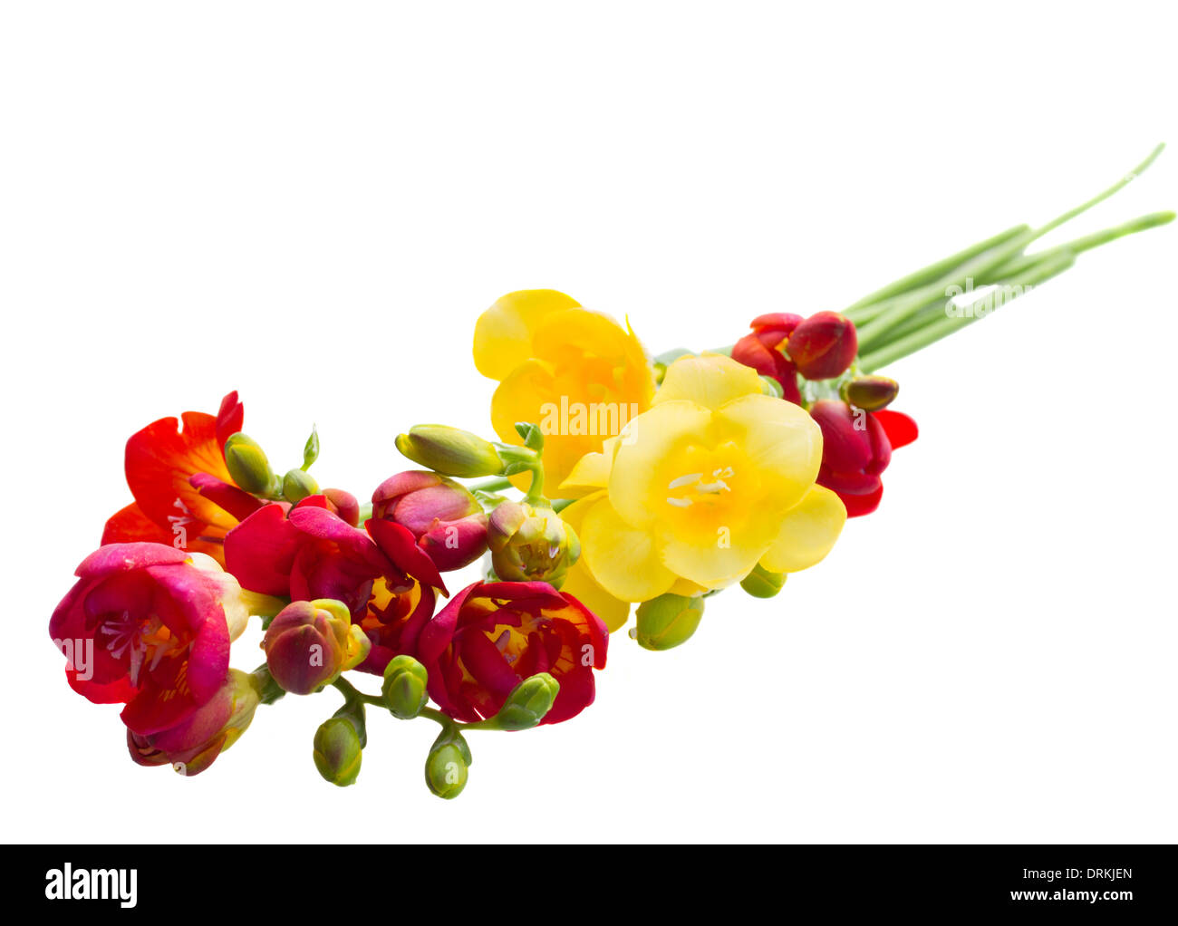 Freesia blooms Cut Out Stock Images & Pictures - Alamy