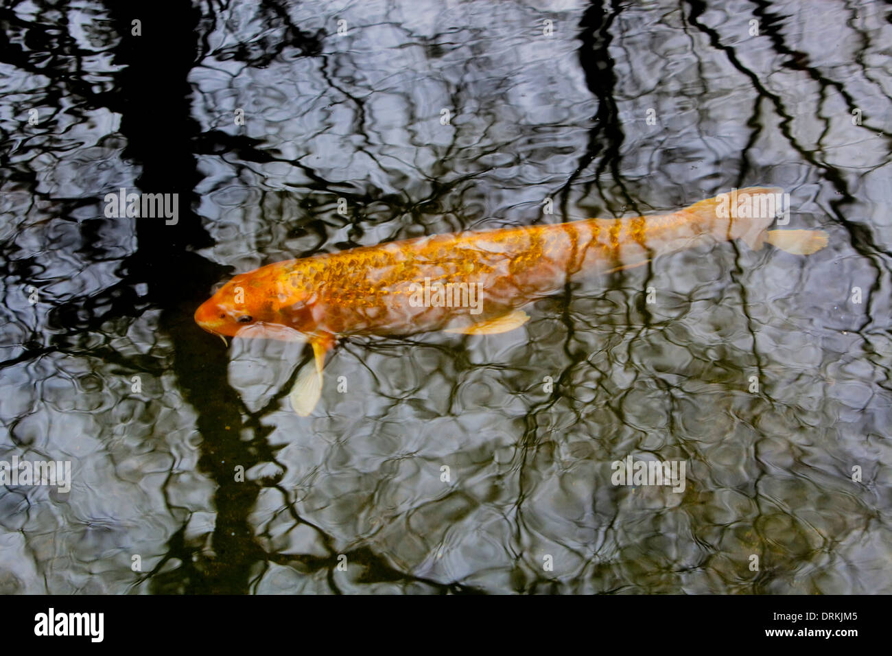 A carp swims in a pool Stock Photo - Alamy