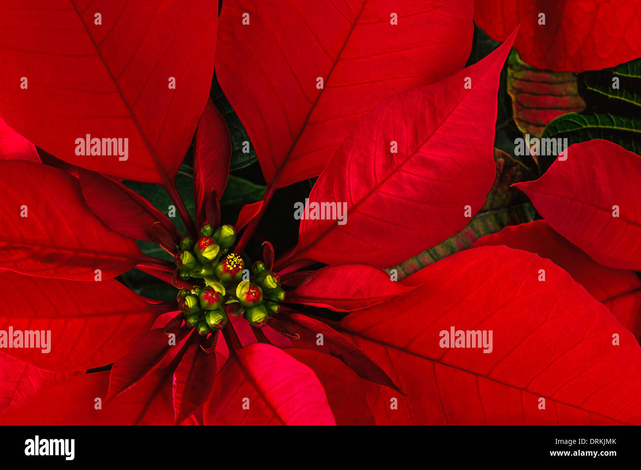 December flower hi-res stock photography and images - Alamy