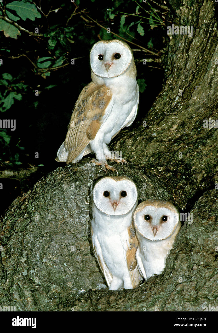 Barn Owl (tyto alba), Nest on Parham Estate, West Sussex, 1994 Stock ...