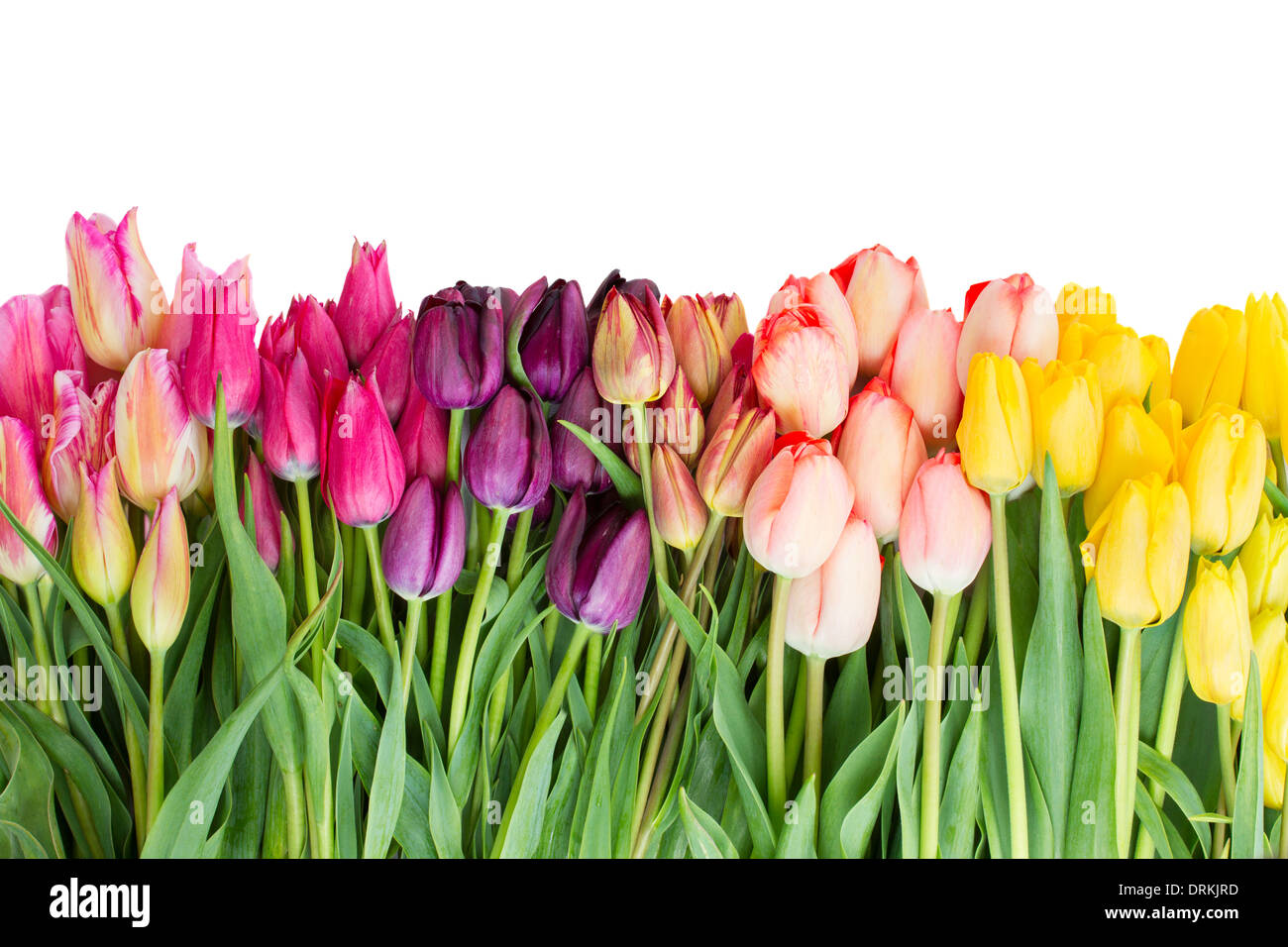 Border of fresh tulips flowers Stock Photo - Alamy