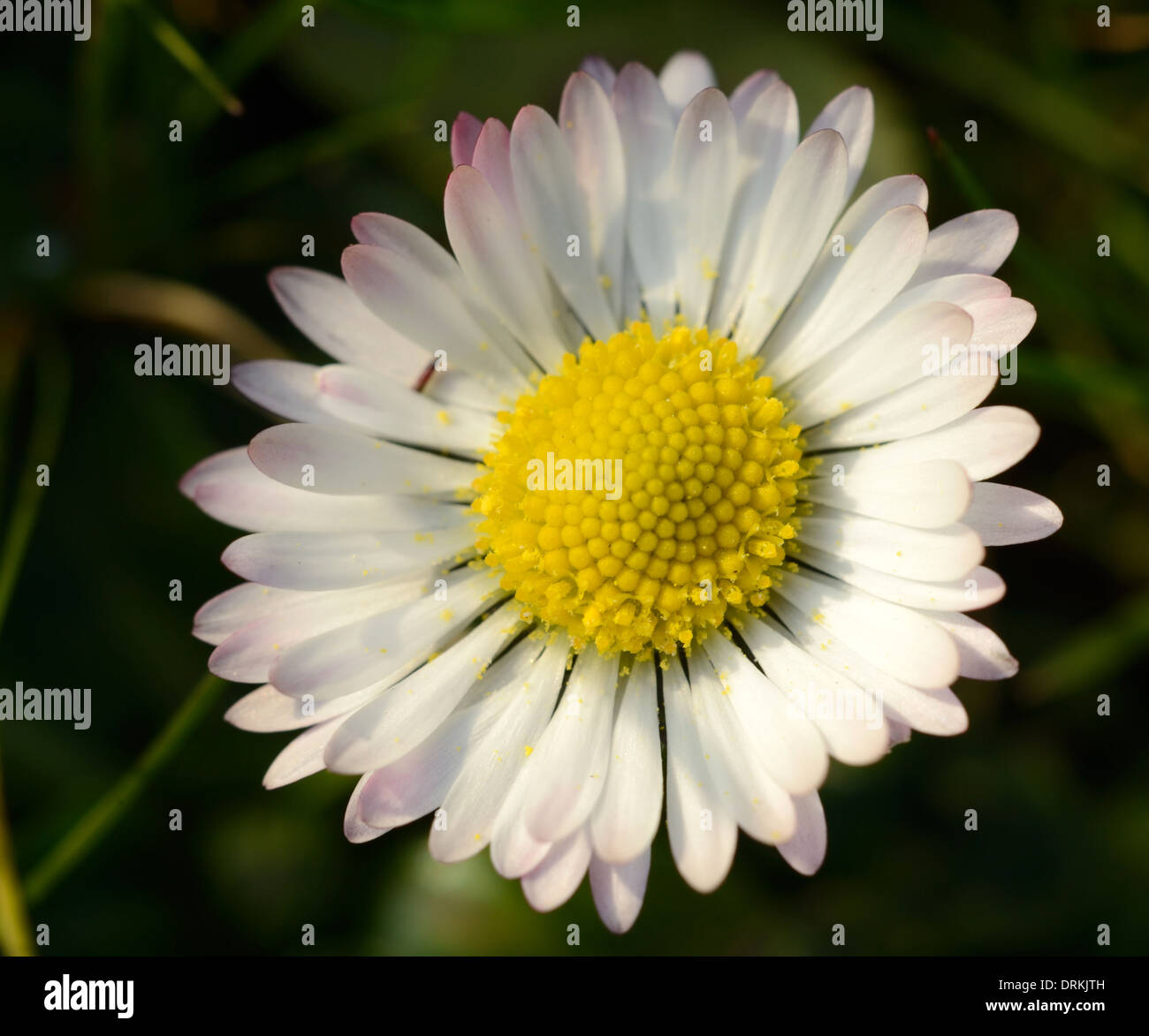 Daisy grass hi-res stock photography and images - Alamy