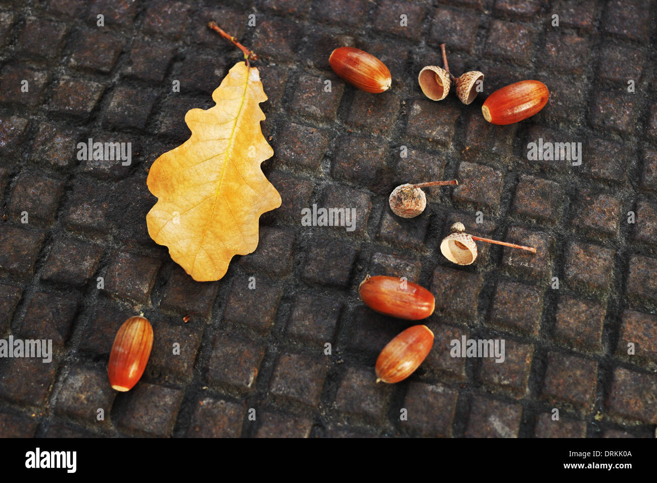 Oak leaf and acorns on a iron hatch Stock Photo - Alamy