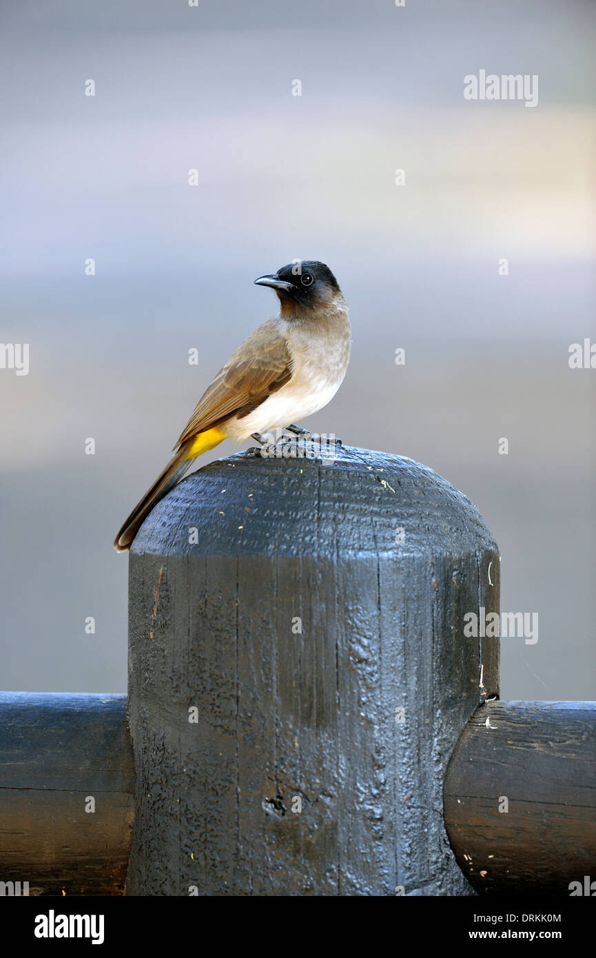 Black bulbul hi-res stock photography and images - Alamy