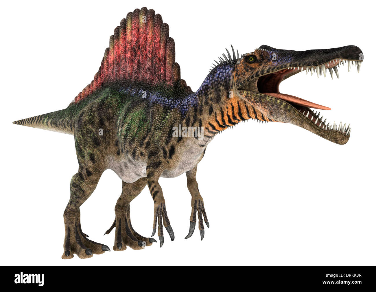 3D digital render of a Cretaceous dinosaur Spinosaurus or spiny lizard ...