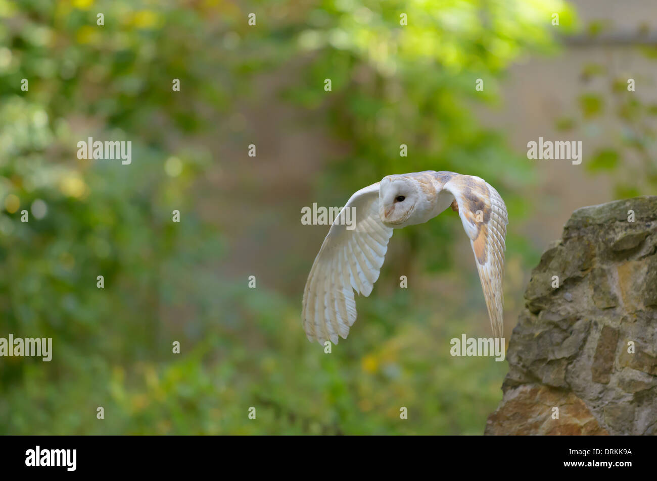 Schleiereule, Tyto alba, Barn Owl Stock Photo - Alamy