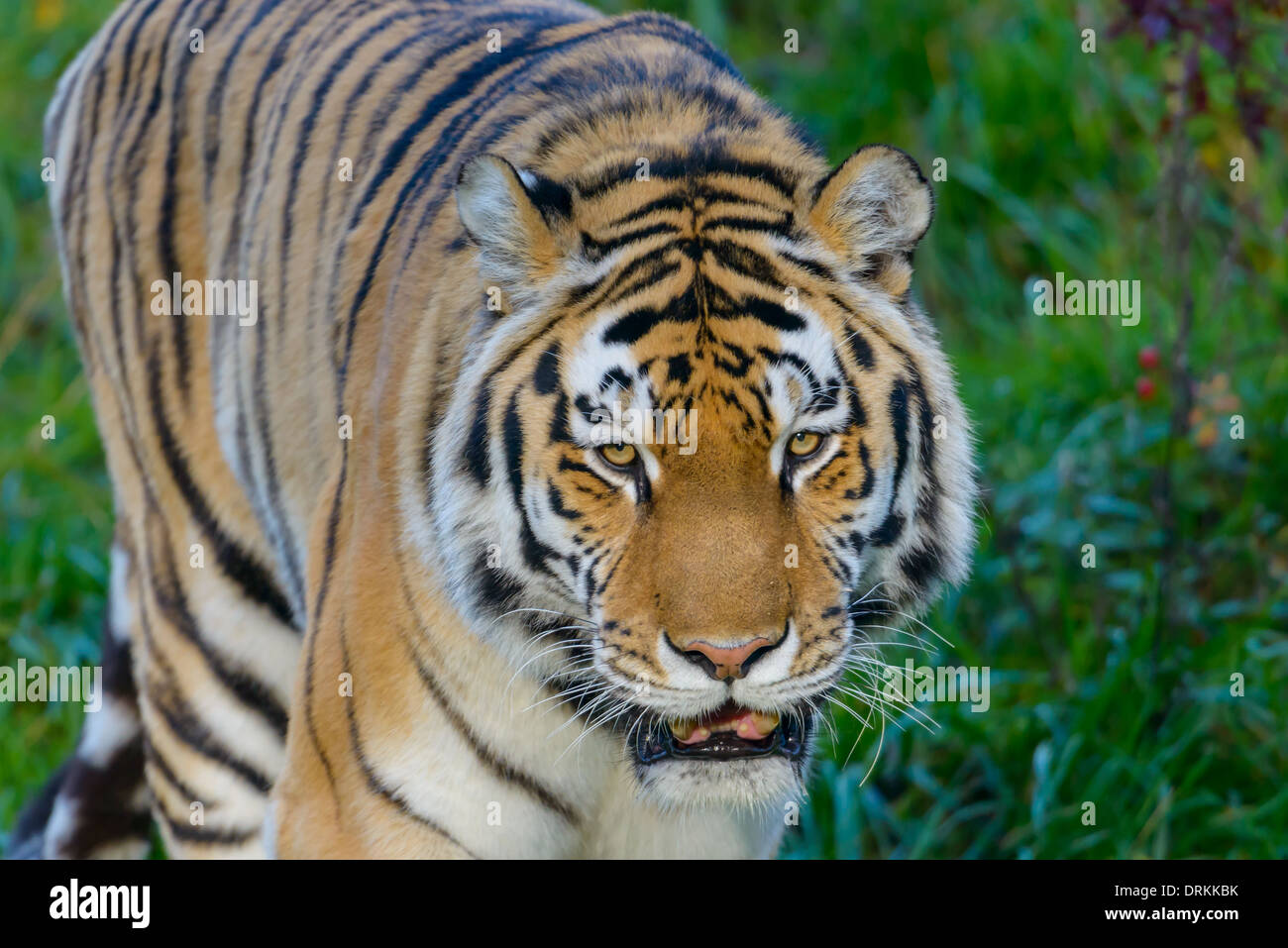 Sibirischer Tiger, Panthera tigris altaica, Siberian Tiger Stock Photo ...