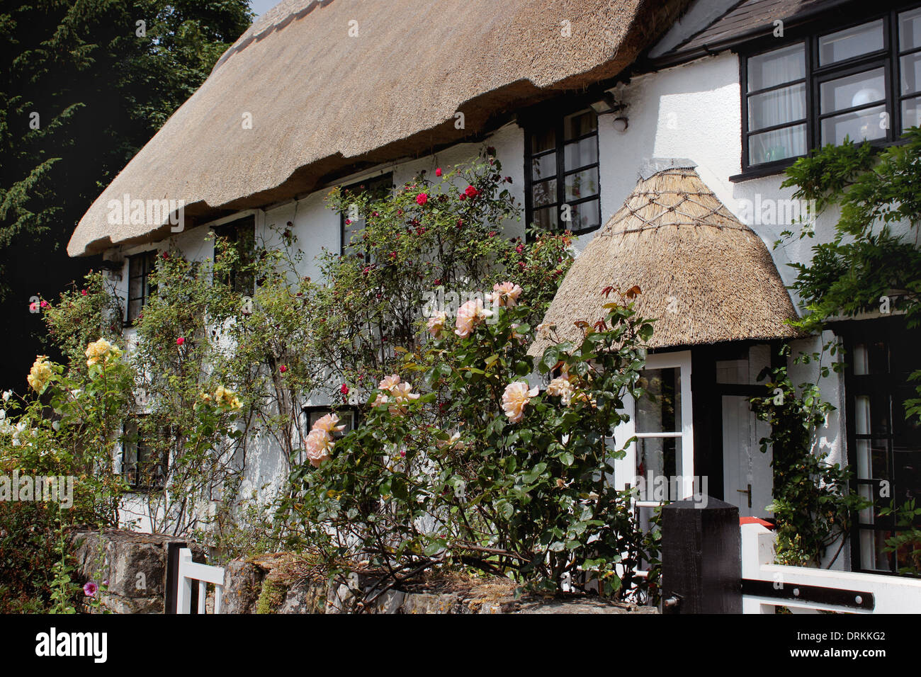 Traditional thatch roof cottage with climbing roses Stock Photo - Alamy