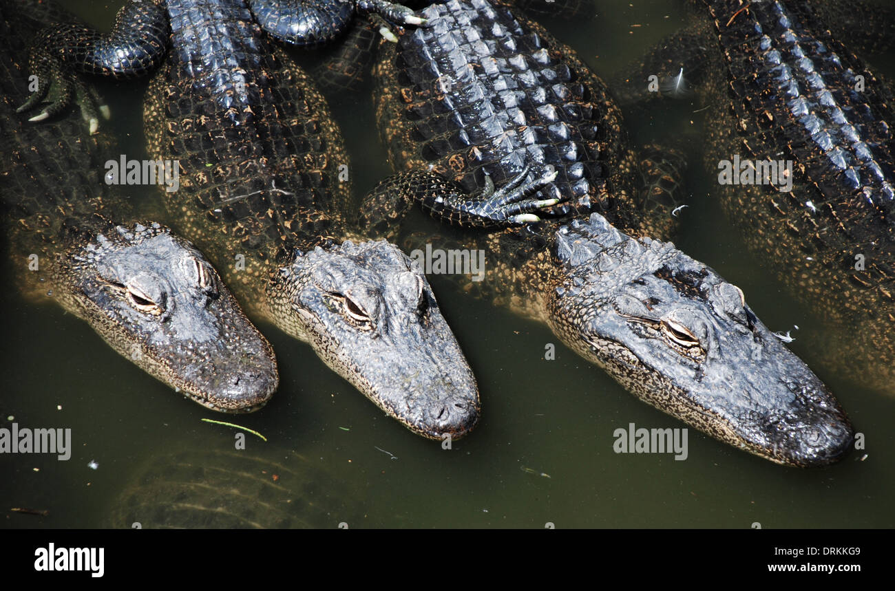 3 american alligators hi-res stock photography and images - Alamy