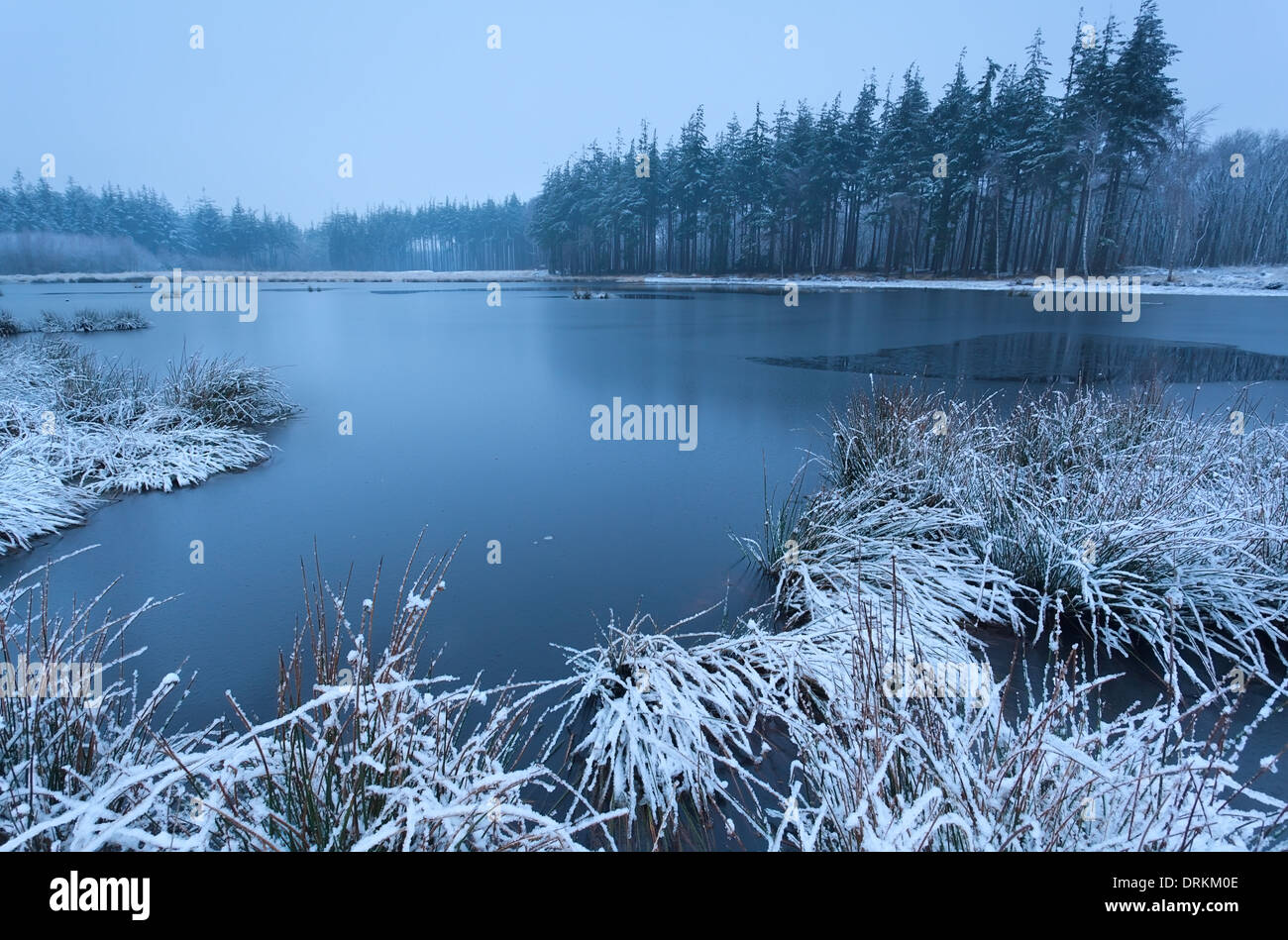 cold winter morning over wild lake, Friesland, Netherlands Stock Photo ...