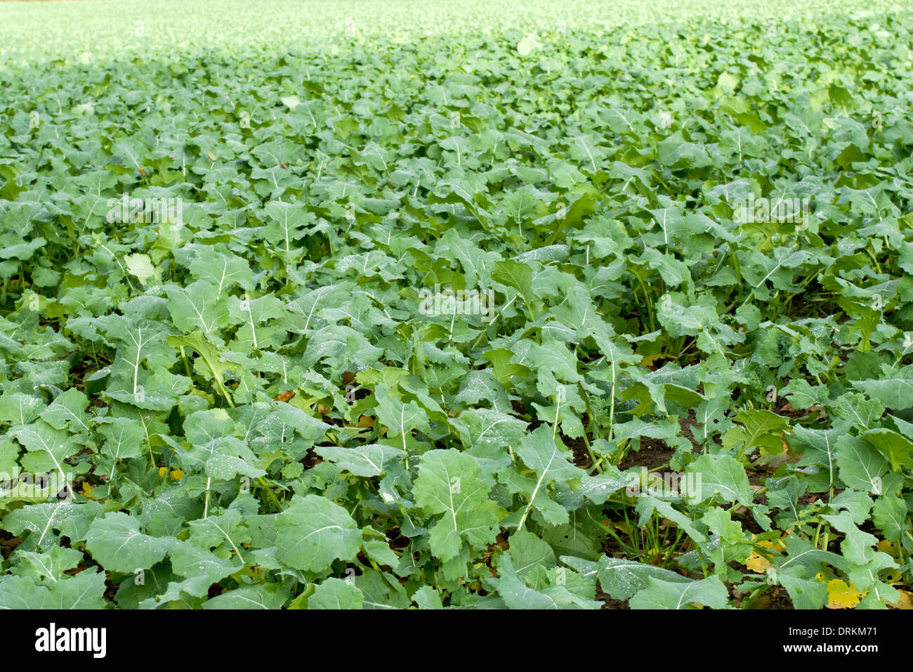 Field of vegetables uk hi-res stock photography and images - Alamy