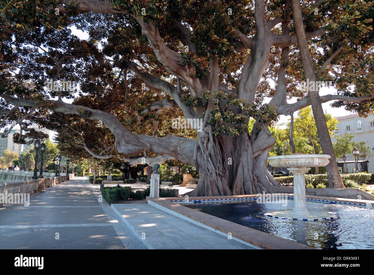 Massive ancient olive (?) trees on Alameda del Marqués de Comillas in ...