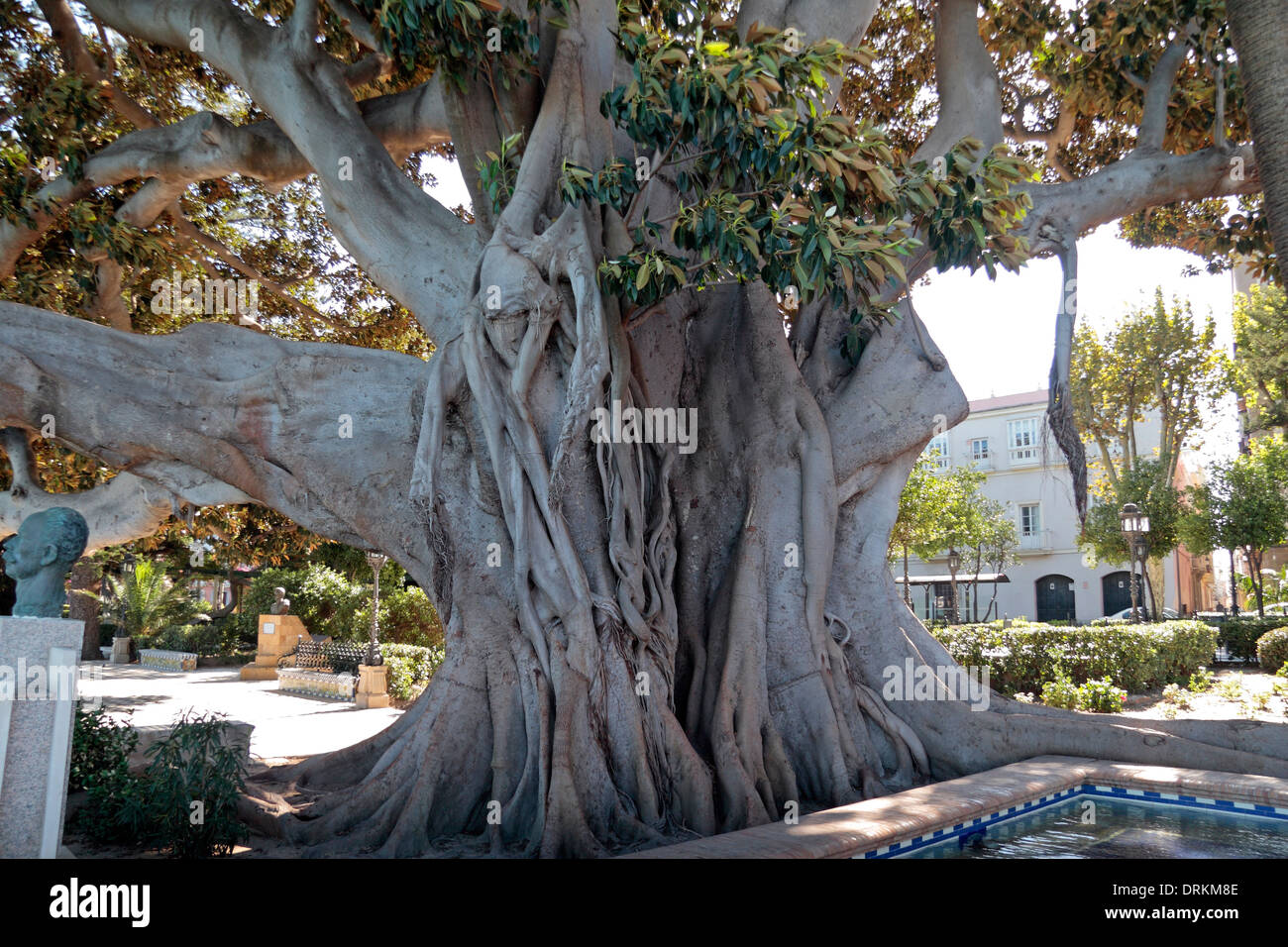 Massive ancient olive (?) trees on Alameda del Marqués de Comillas in ...