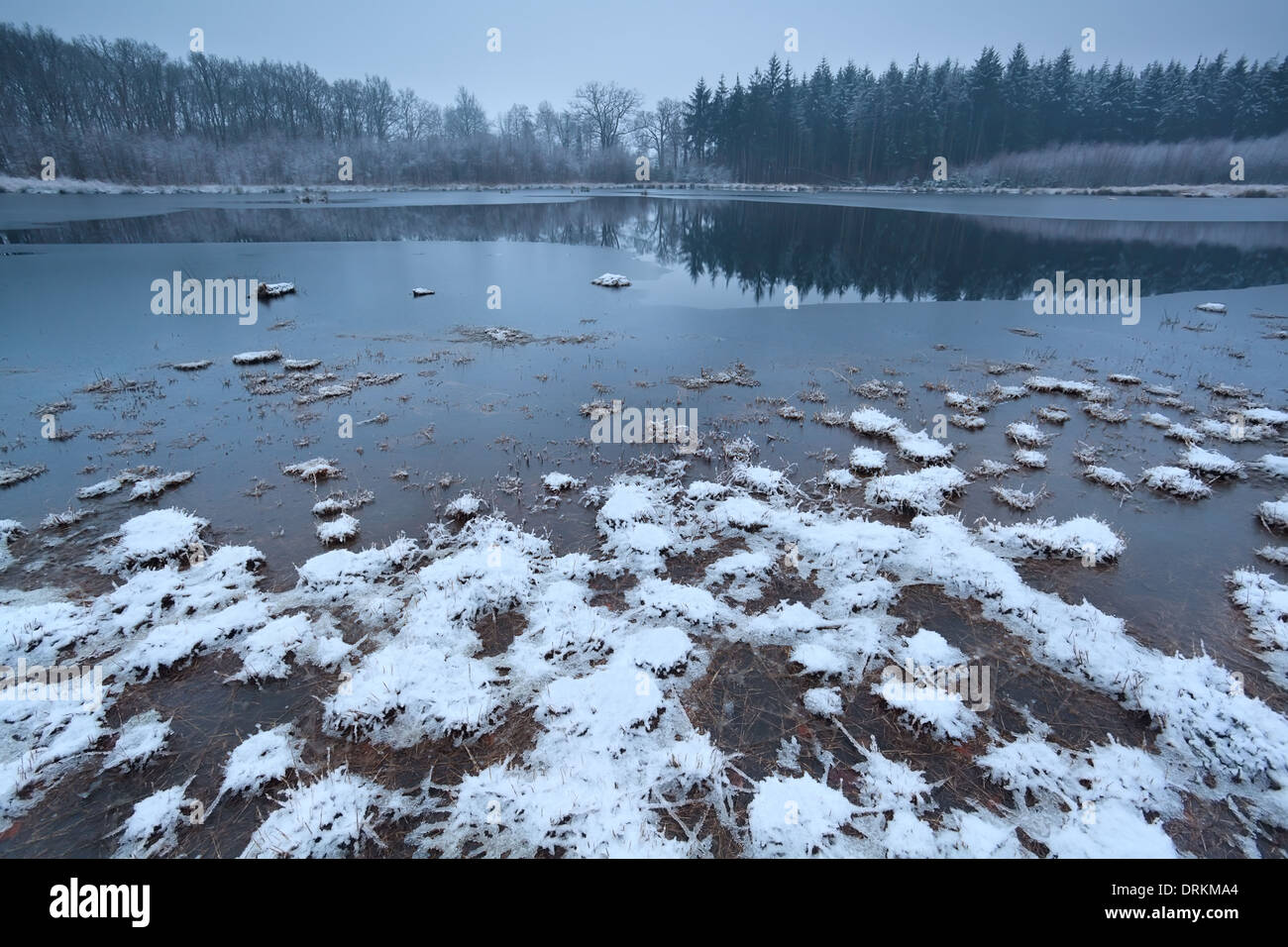 frozen wild lake in forest, Friesland, Netherlands Stock Photo - Alamy