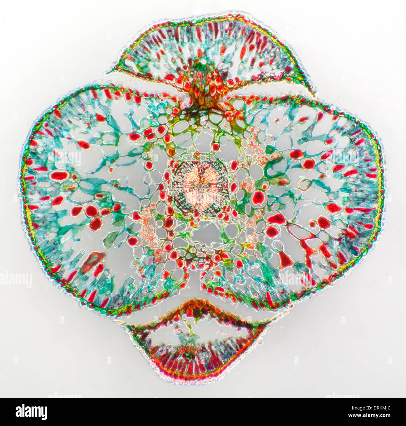 Rough barked Arizona Cyprus, leaf , brightfield photomicrograph ...