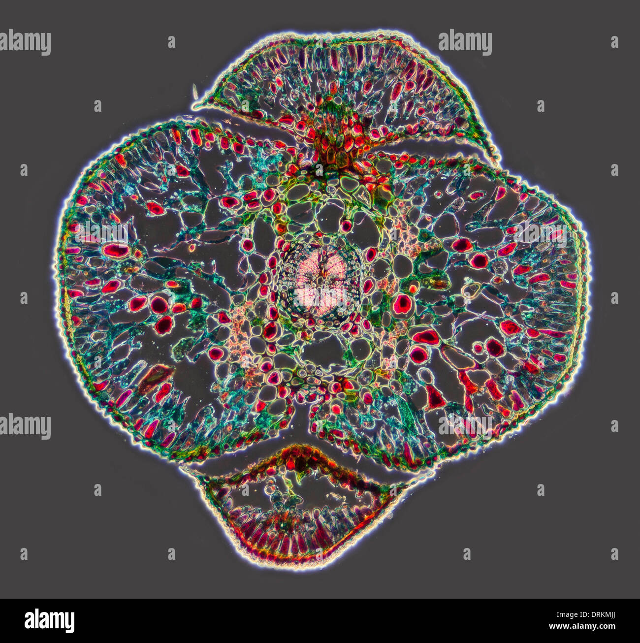 Micrograph microscope biodiversity photosynthesis rough barked arizona ...