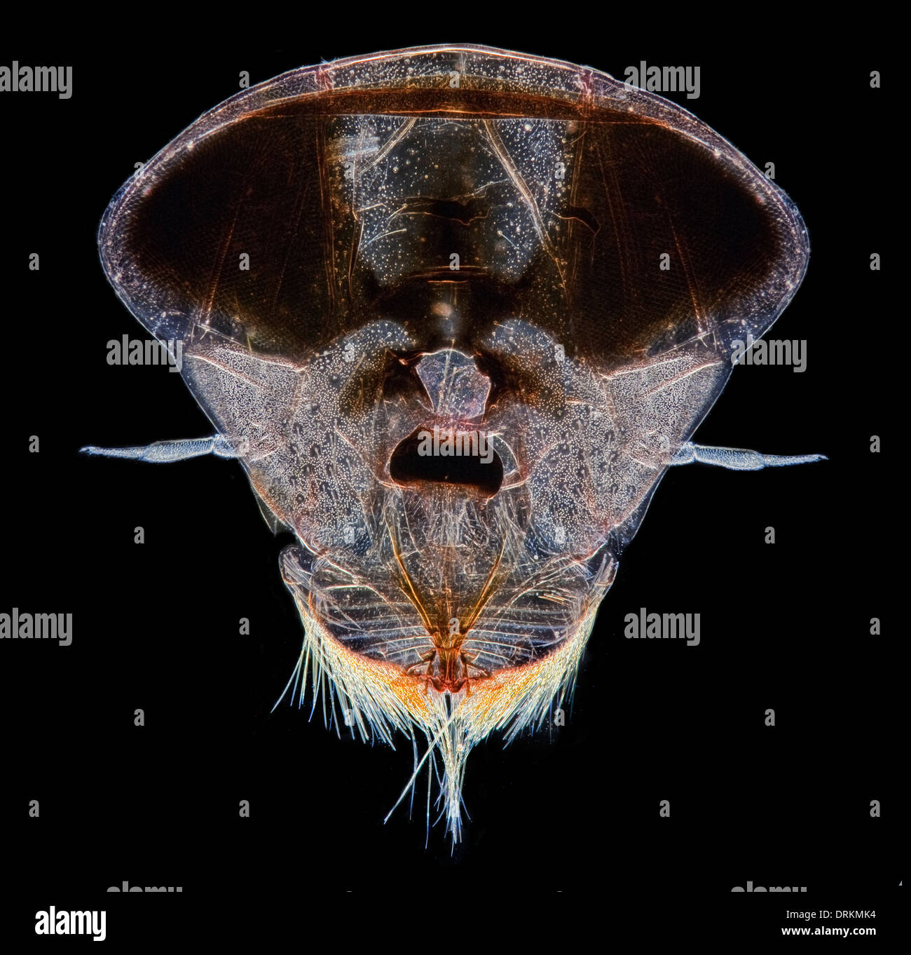 Pond aquatic predatory behavior microscope head of greater water ...