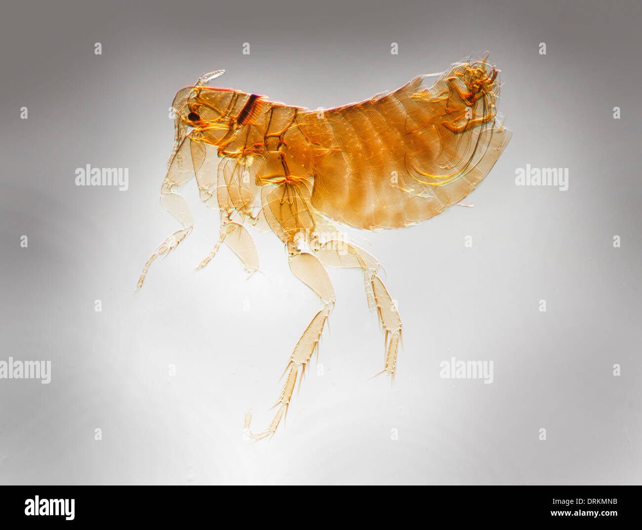 Male high macro photograph hi-res stock photography and images - Alamy