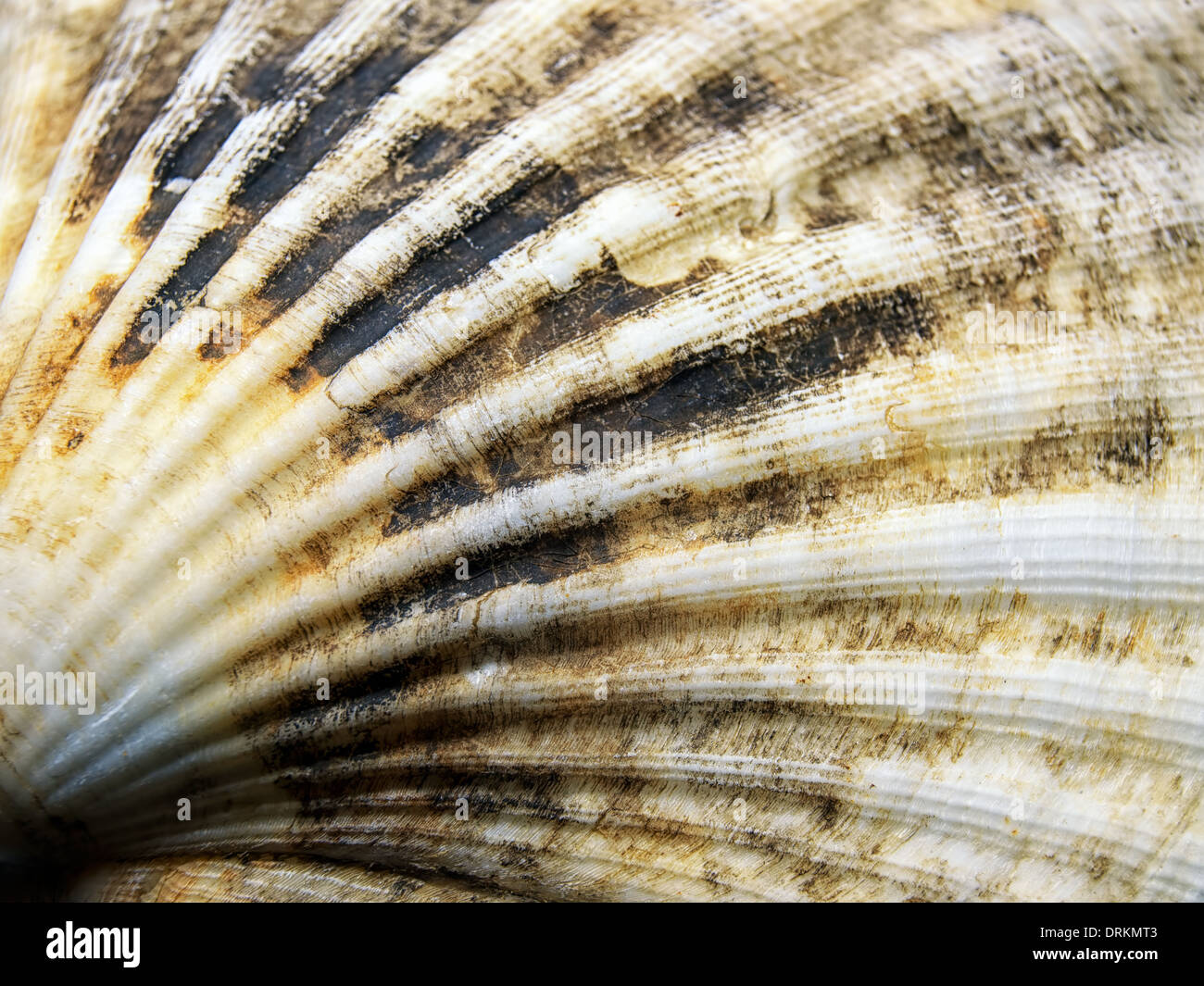 Striped Shell Stock Photos & Striped Shell Stock Images - Alamy
