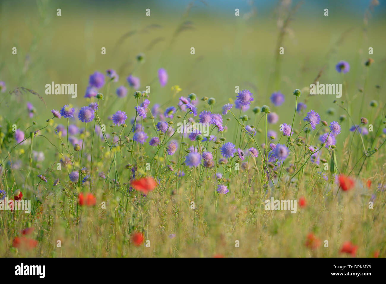 Wild wiese hi-res stock photography and images - Alamy