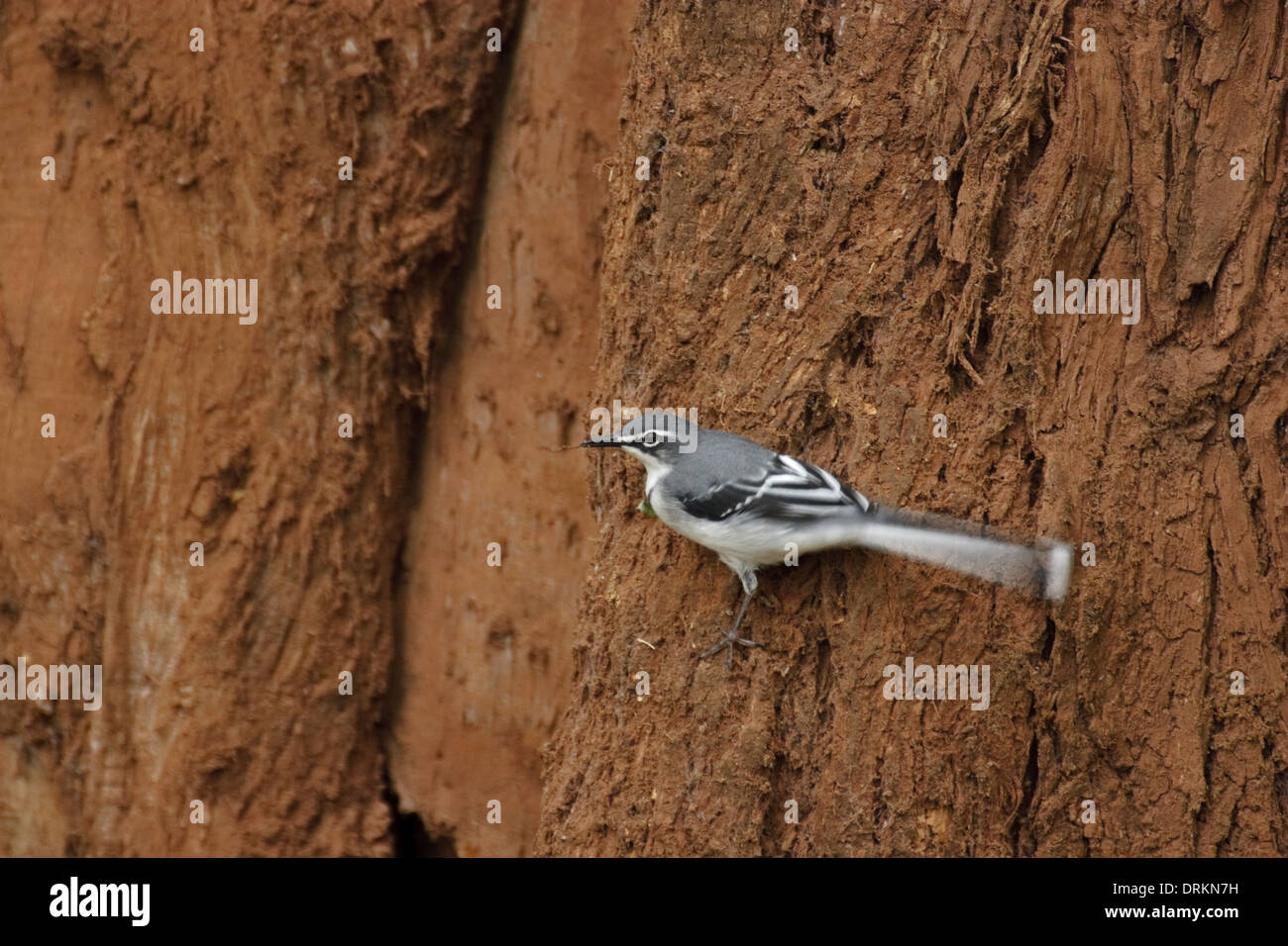 Tail wags hi-res stock photography and images - Alamy