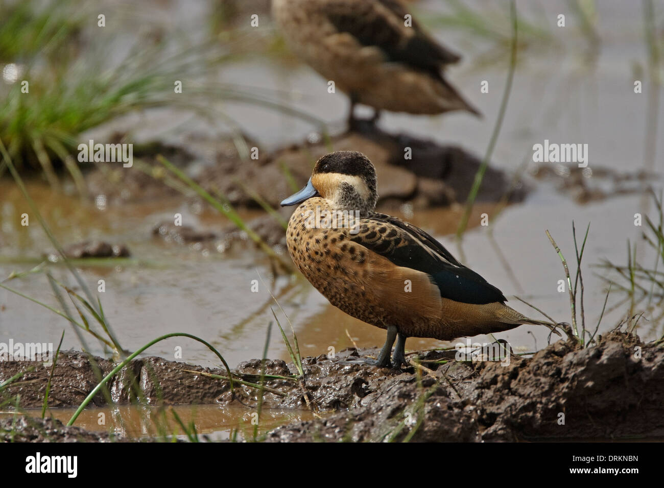 Hottentot Teal (Anas hottentota Stock Photo - Alamy