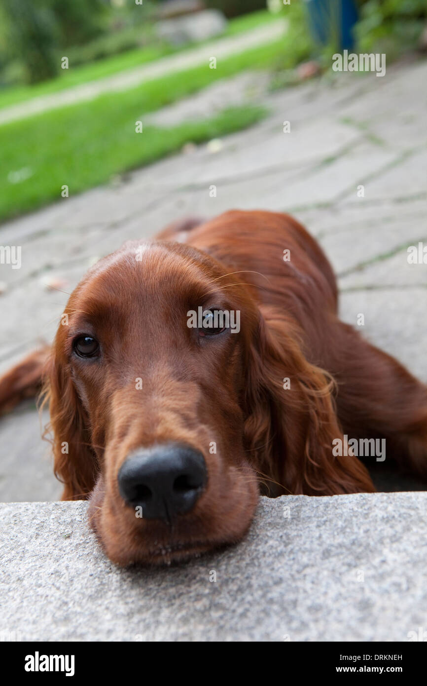 Red setter hi-res stock photography and images - Alamy