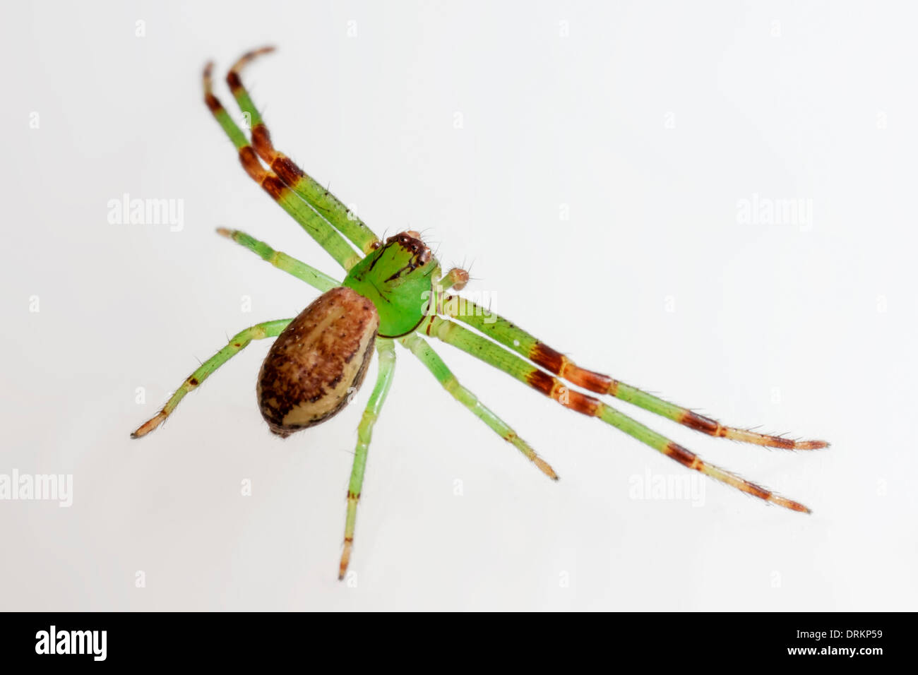 The Green Crab Spider, Diaea dorsata Stock Photo - Alamy
