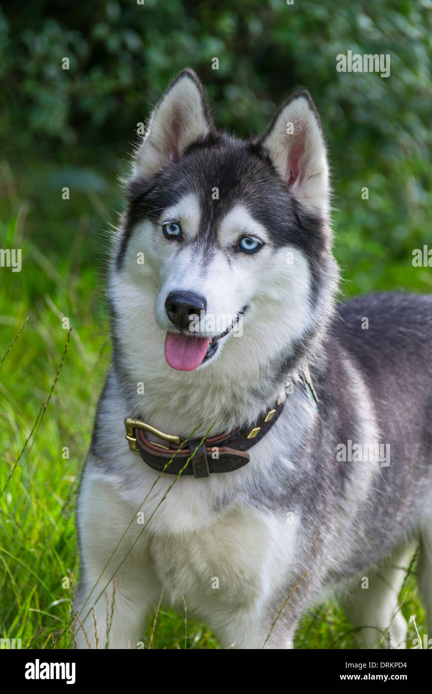 Siberian husky dog portrait Stock Photo - Alamy